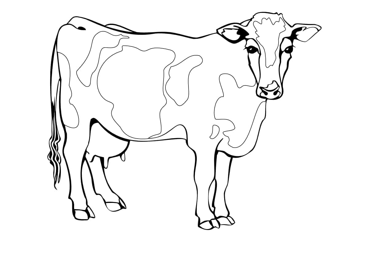 Krowa do druku. Szablon, rysunek, kolorowanka